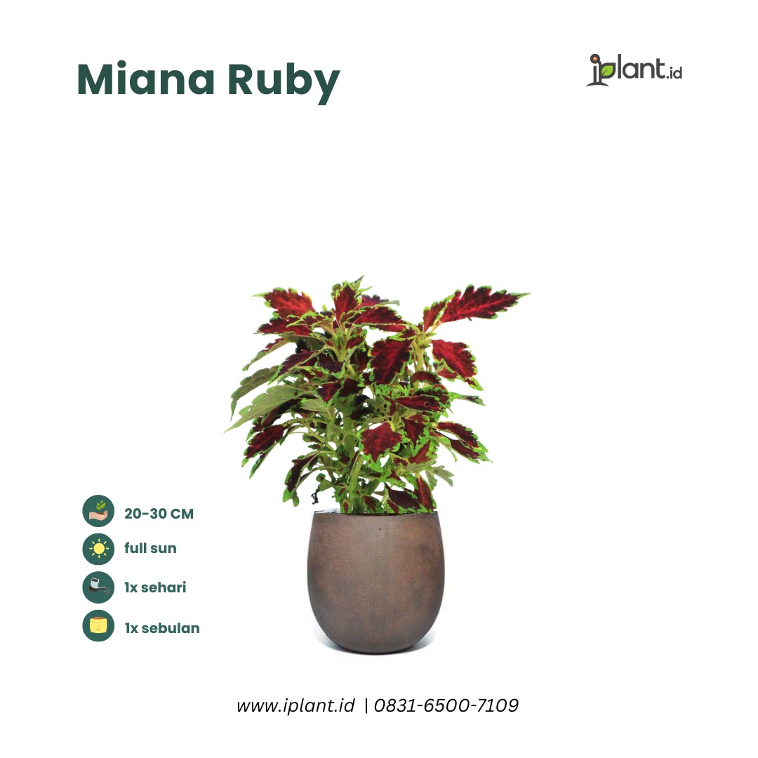 Miana Ruby