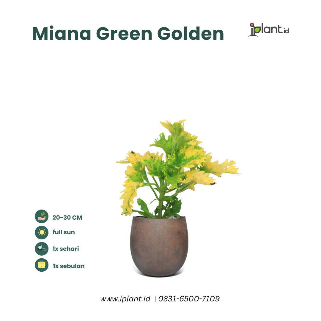 Miana Green Golden