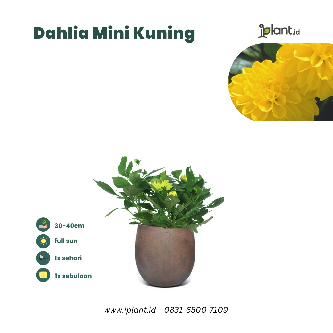 Dahlia Mini Kuning