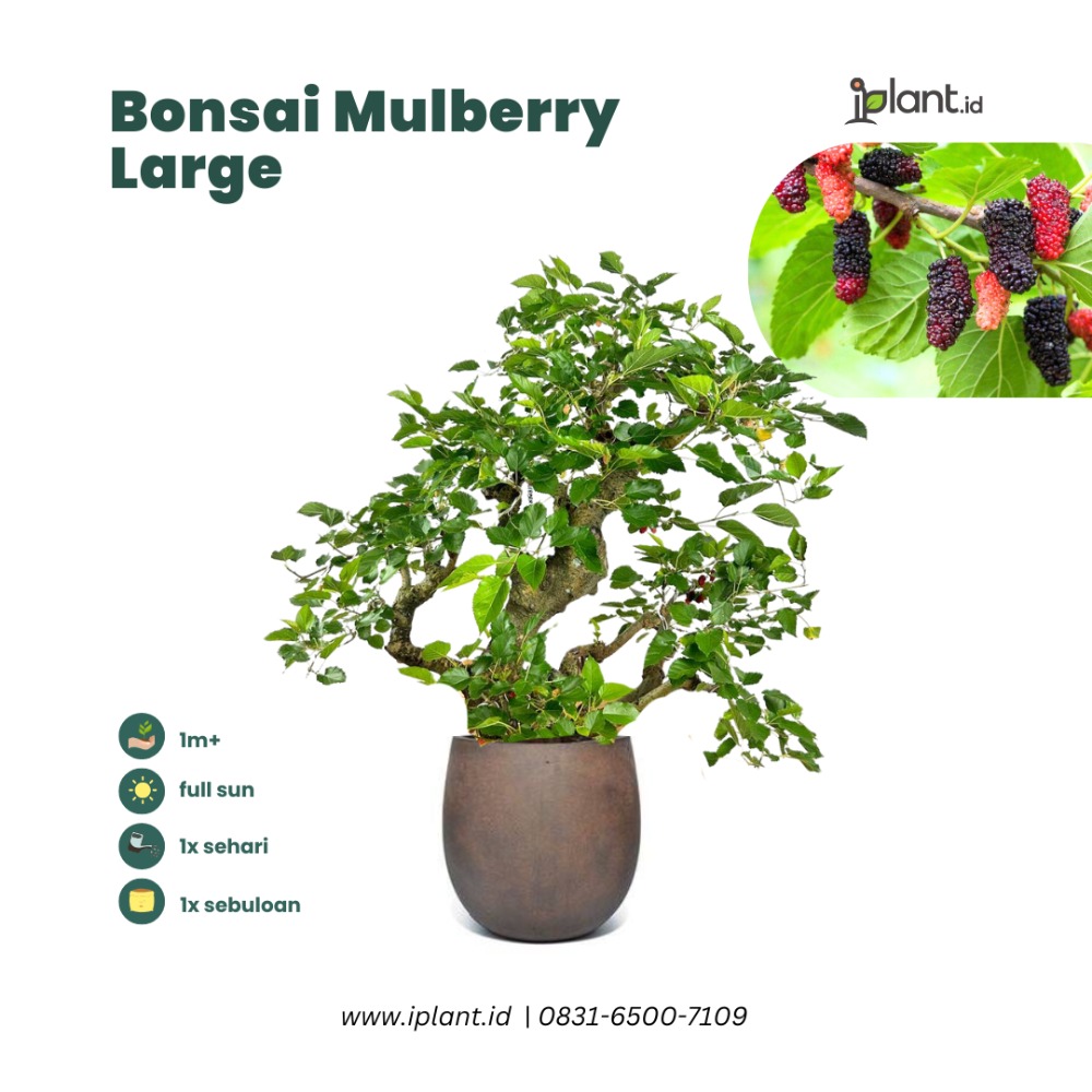 Bonsai Mulberry (Large)