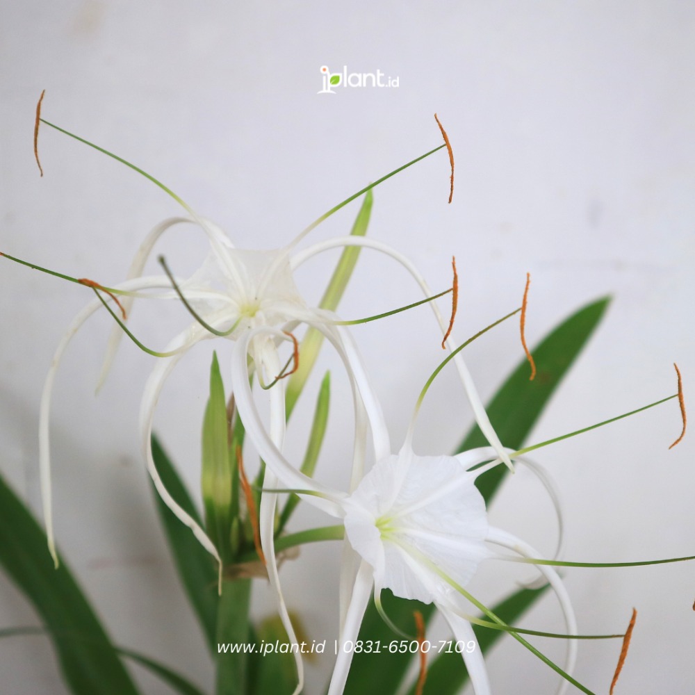 Paket 3 Spider Lily