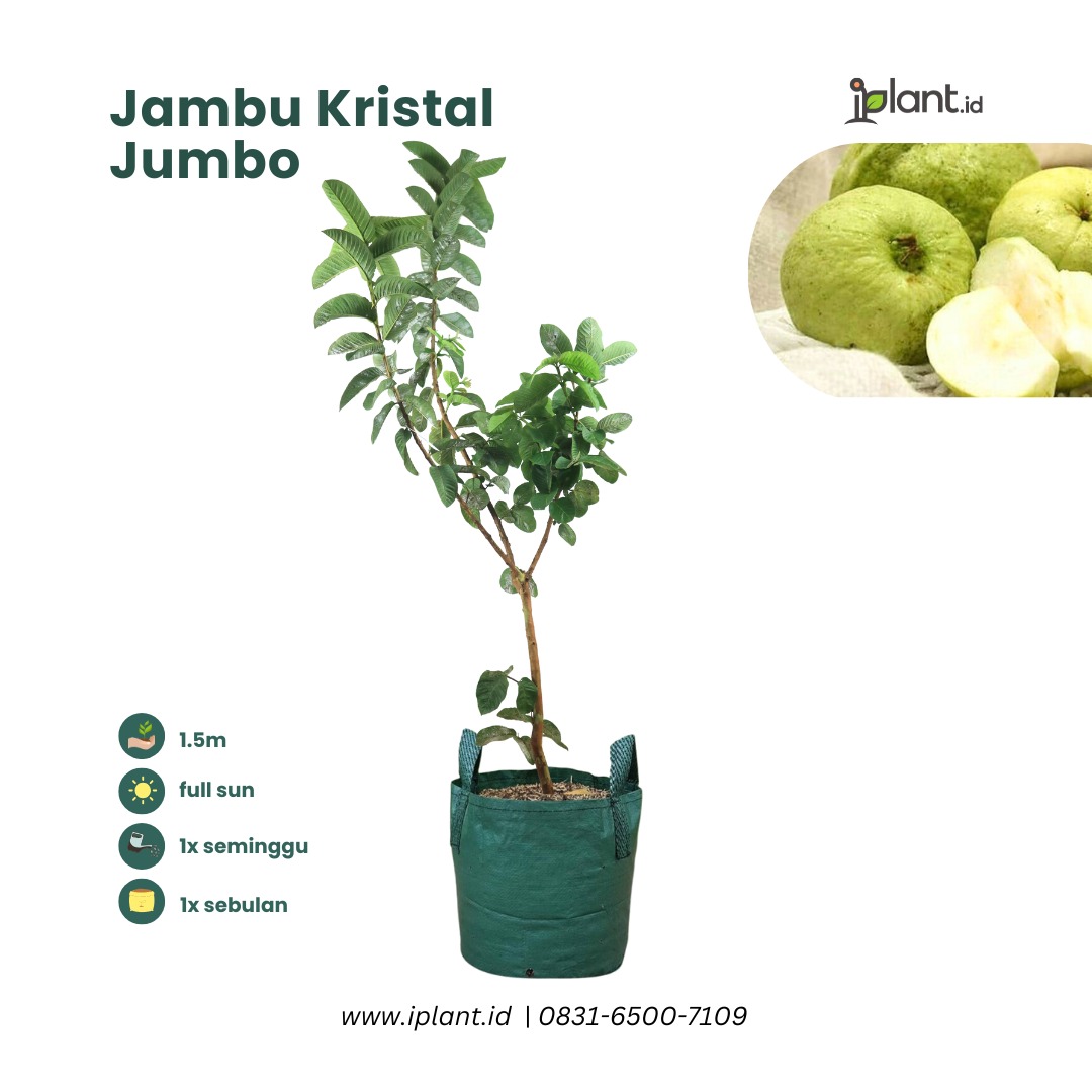 Jambu Kristal (Jumbo)