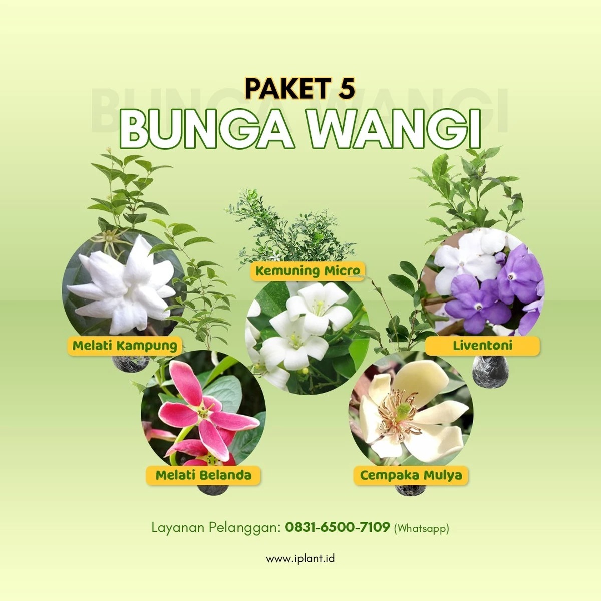 Paket 5 Bunga Wangi
