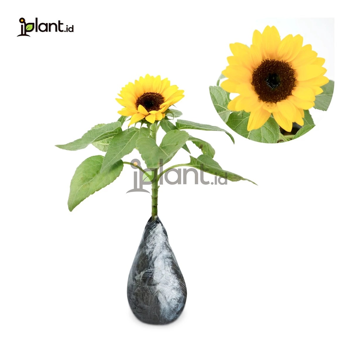 Bunga Matahari Mini