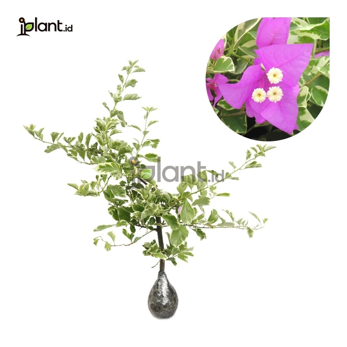 Bougenville Ungu Variegata