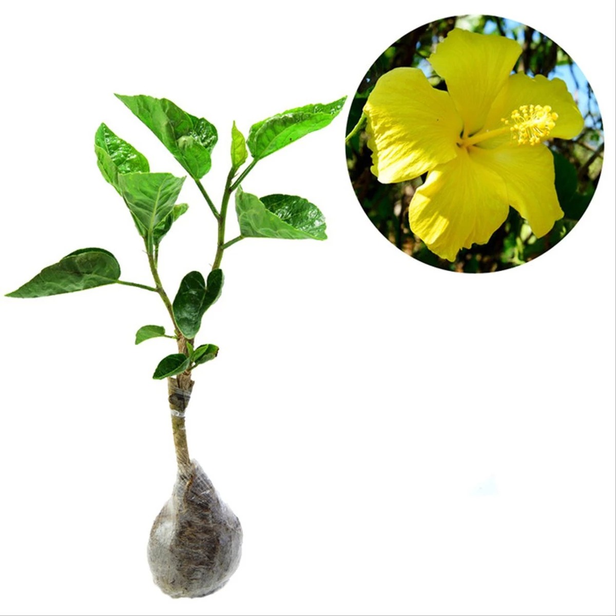 Bunga Sepatu Kuning (Hibiscus)