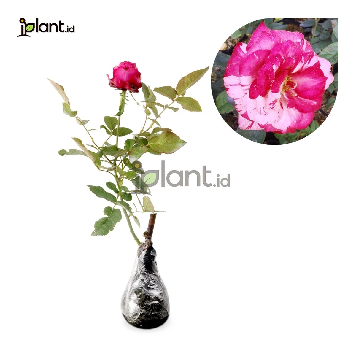 Mawar Candy Pink-White