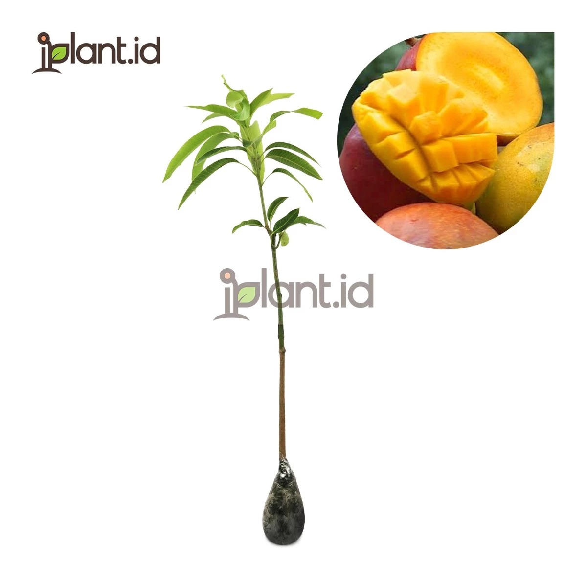 Mangga Garifta Orange