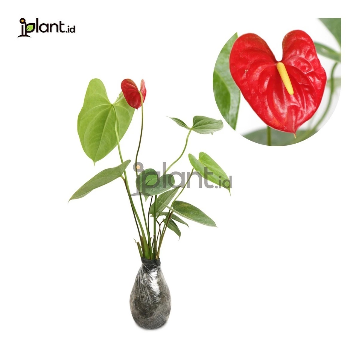 Anthurium Merah