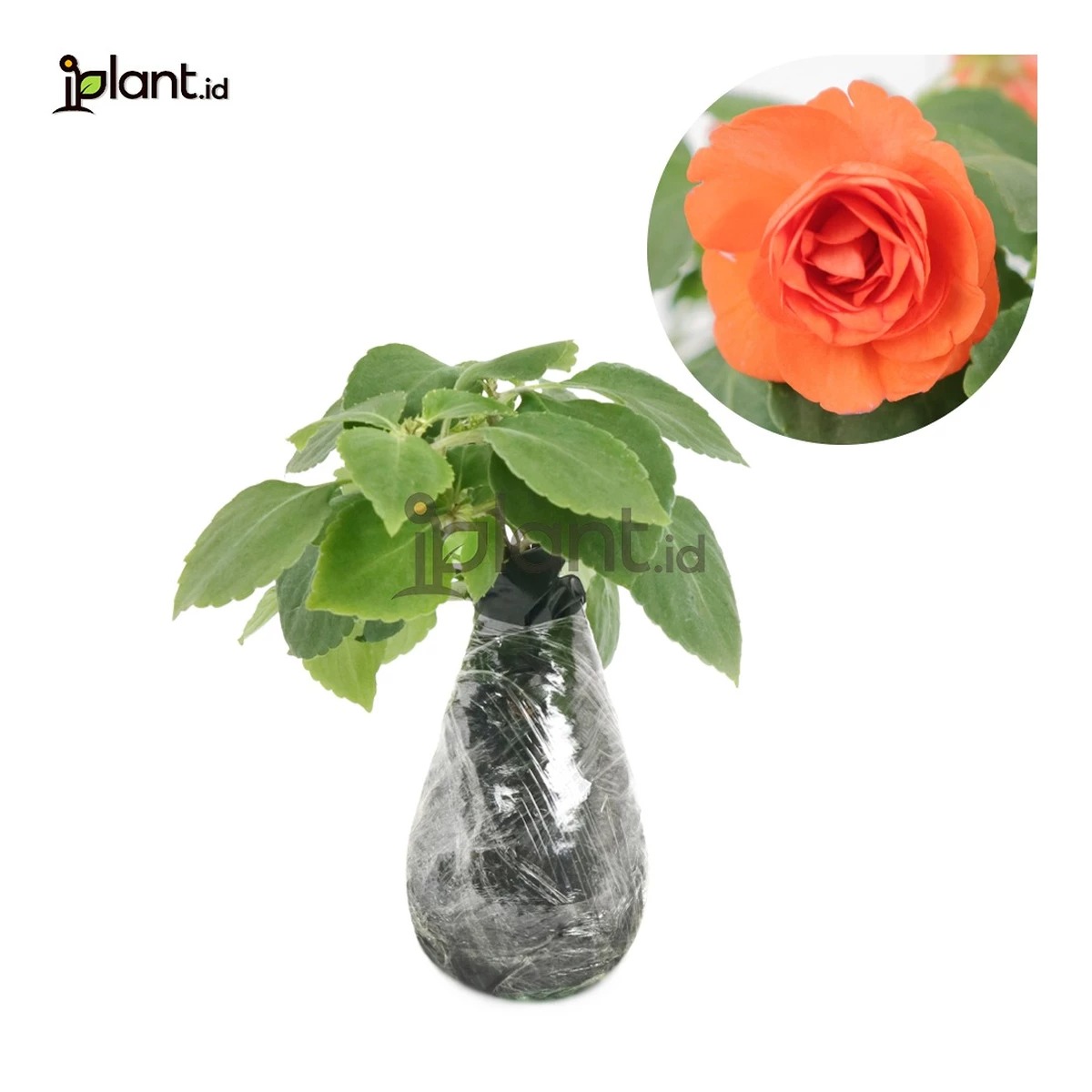 Begonia Mawar