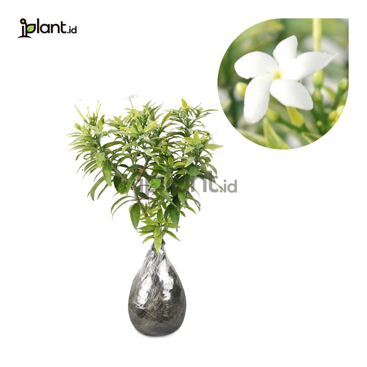 Rombusa Mini Variegata