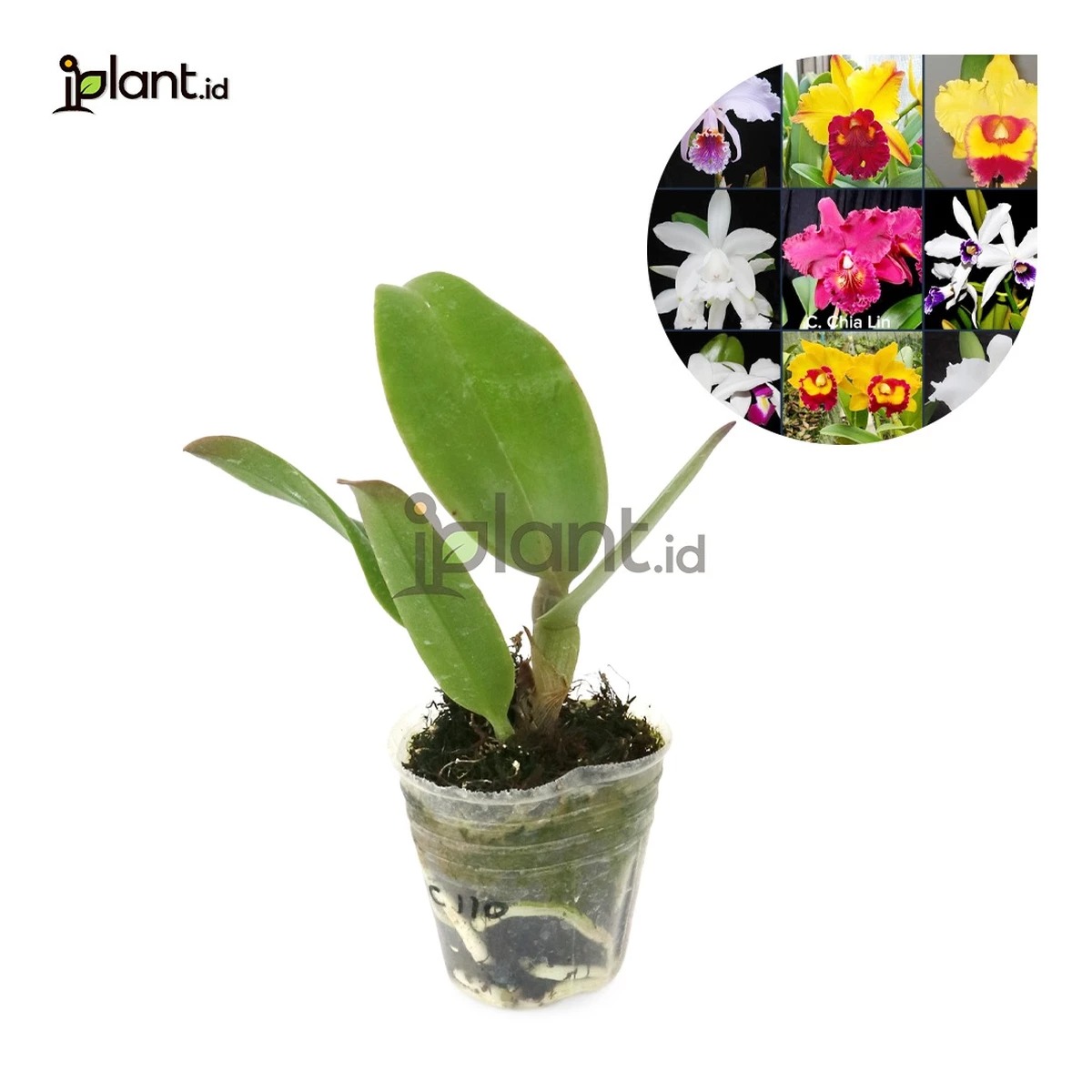 Anggrek Cattleya Pra-Remaja