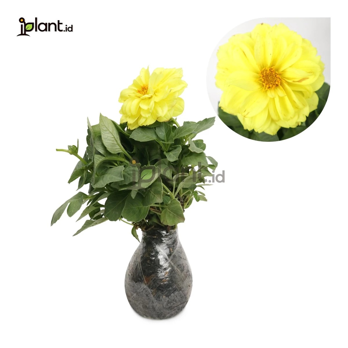Dahlia Mini Kuning
