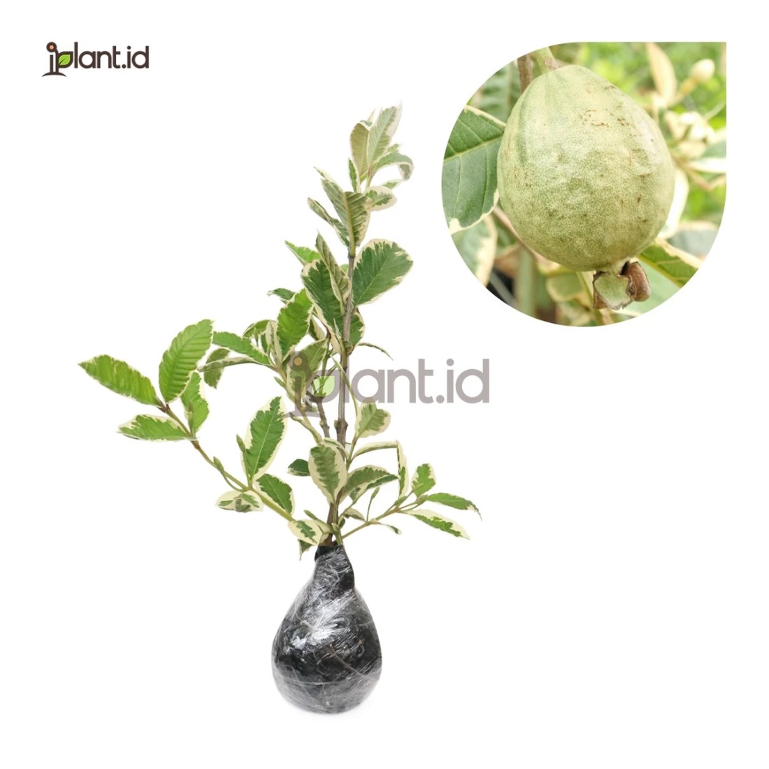 Jambu Biji Variegata