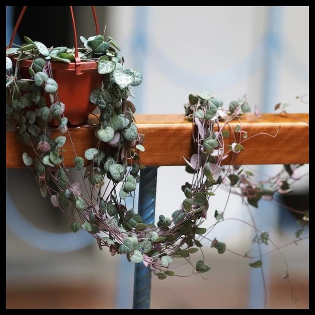 String Of Love Hijau