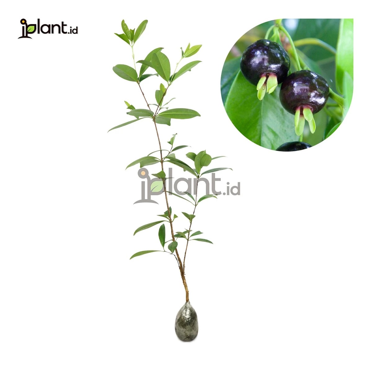 Black Pitomba (Grumichama Cherry)