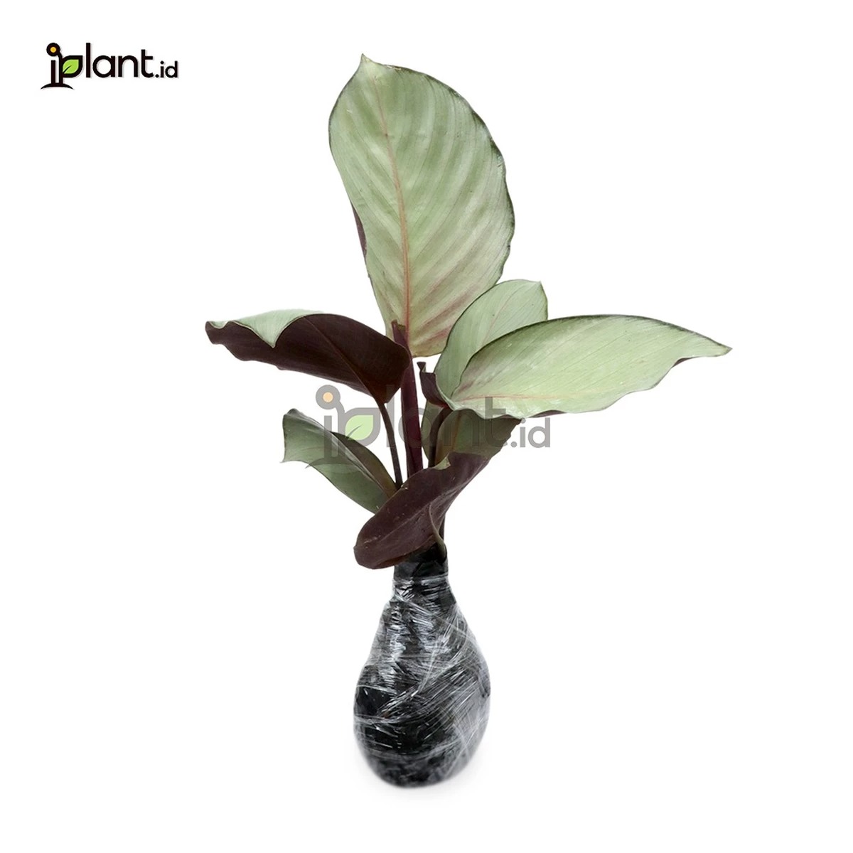 Calathea Silver Plate