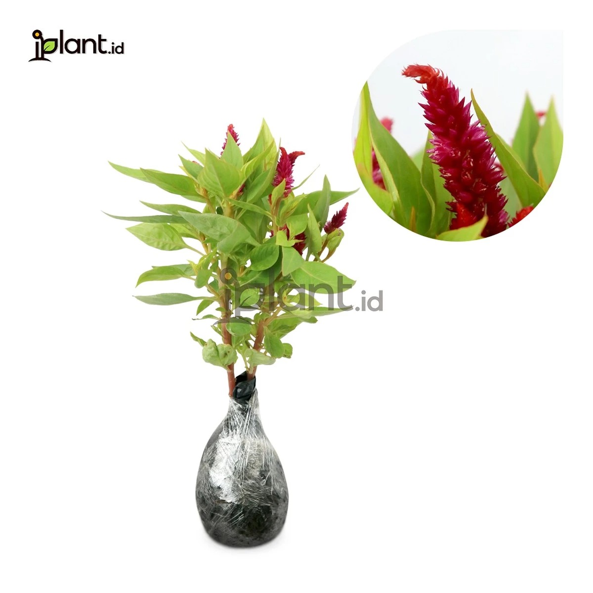 Celosia Merah (Jengger Ayam)
