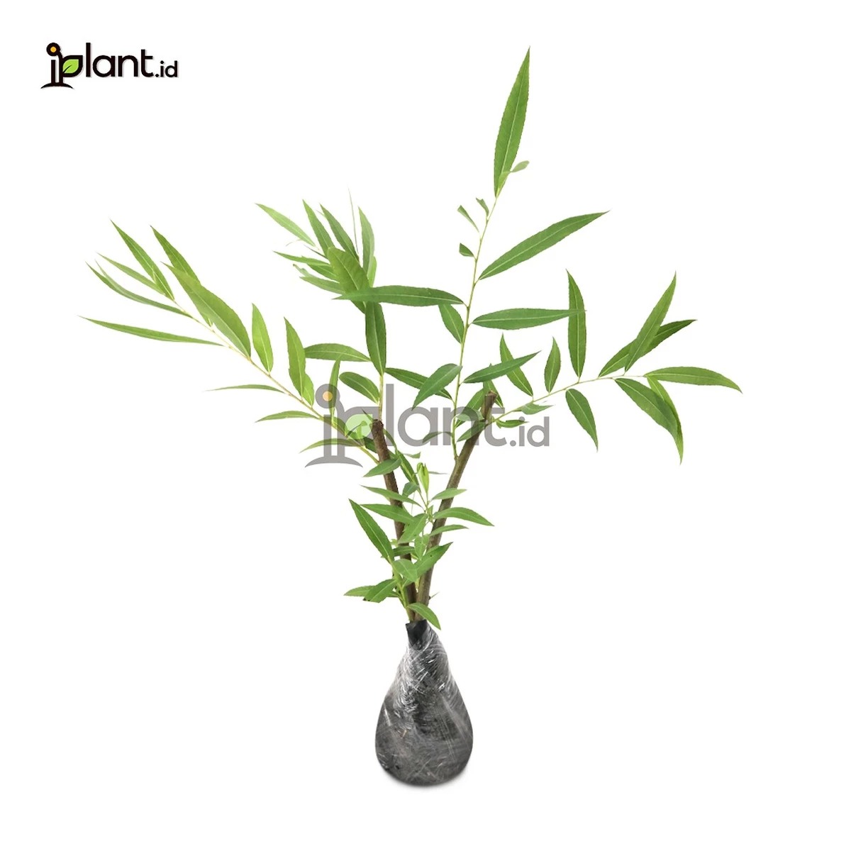 Babylon Willow (Liang Liu)