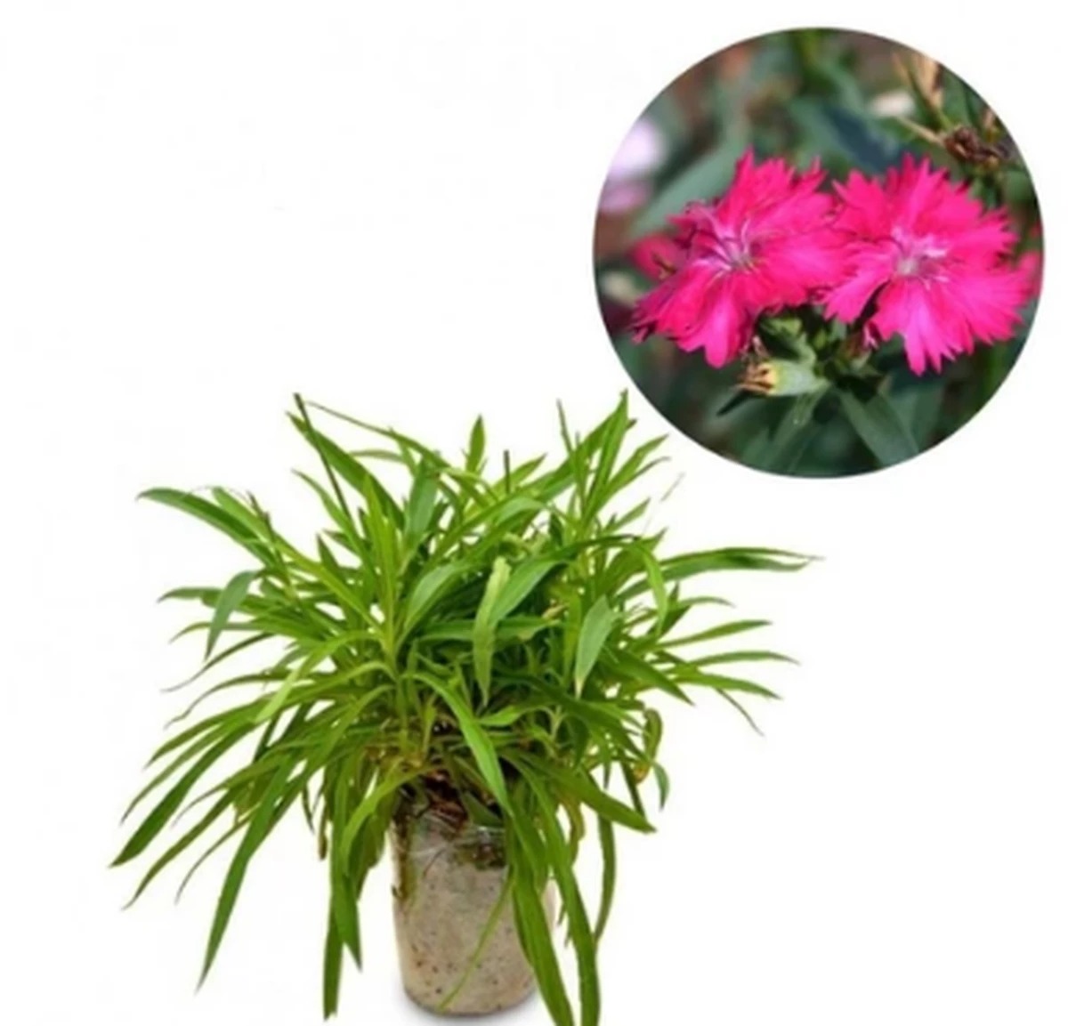 Anyelir Pink (Dianthus Pink)