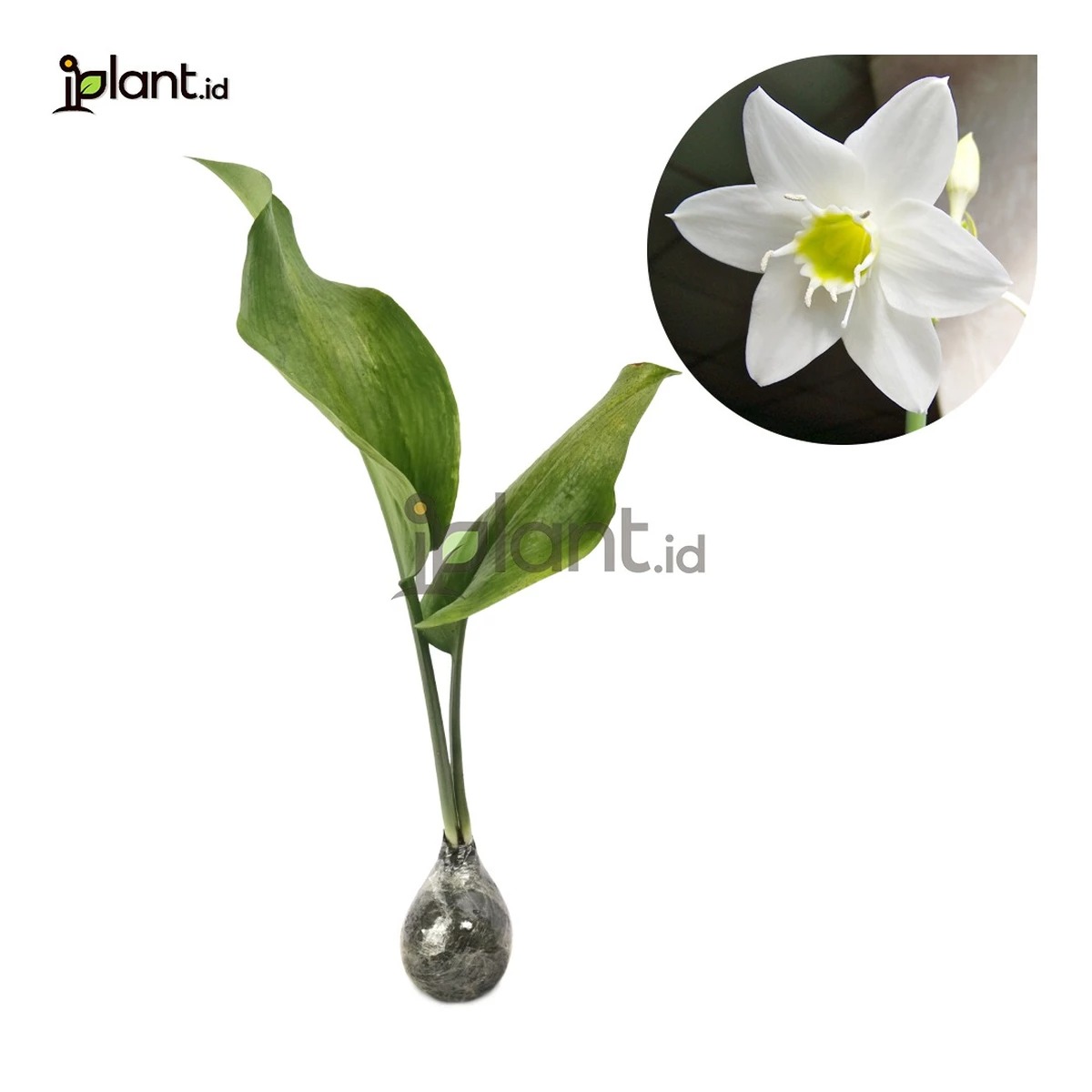 Amazon Lily