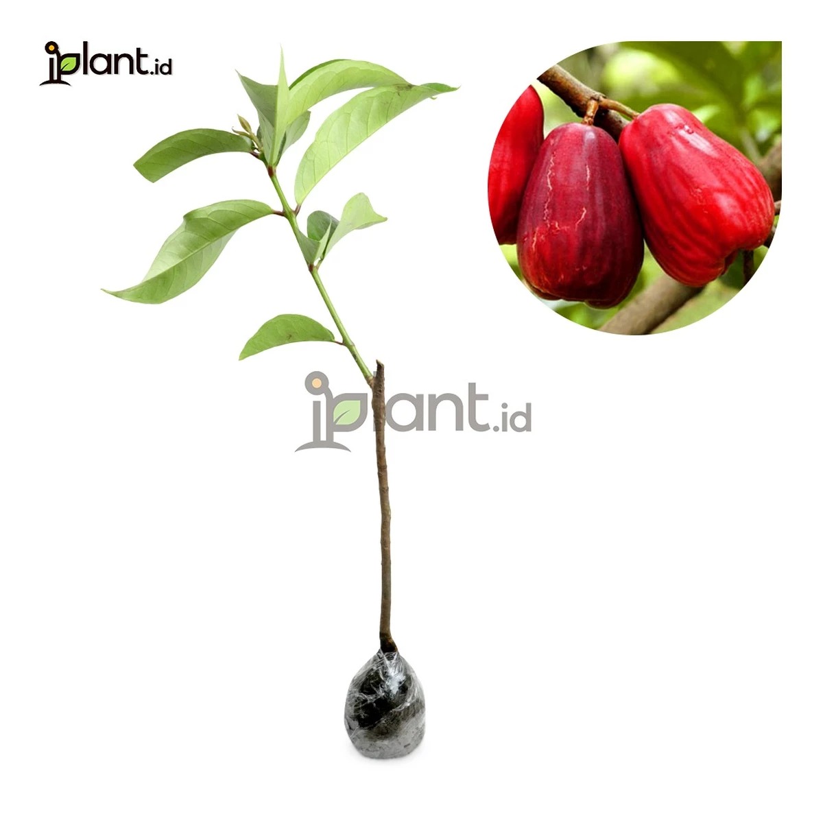 Jambu Air Red Jamaica