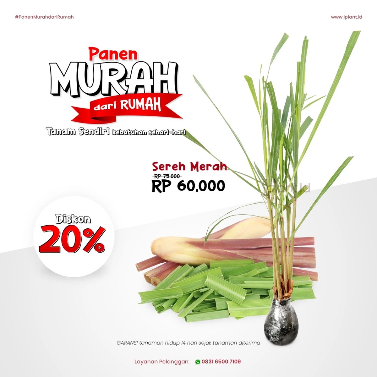 Sereh Merah (Serai Wangi)