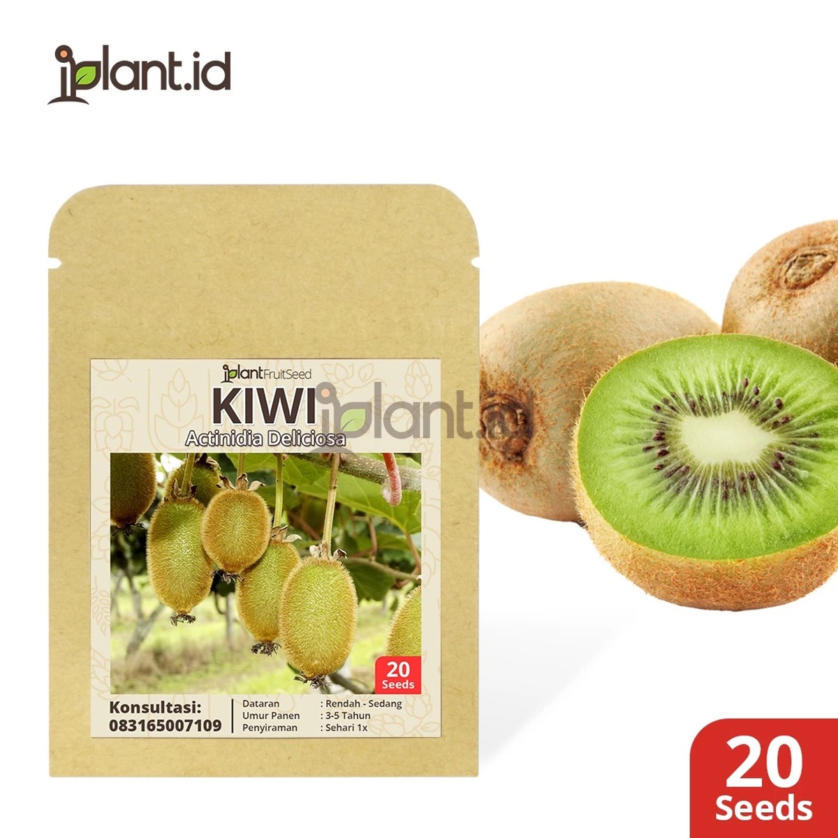 Benih Kiwi