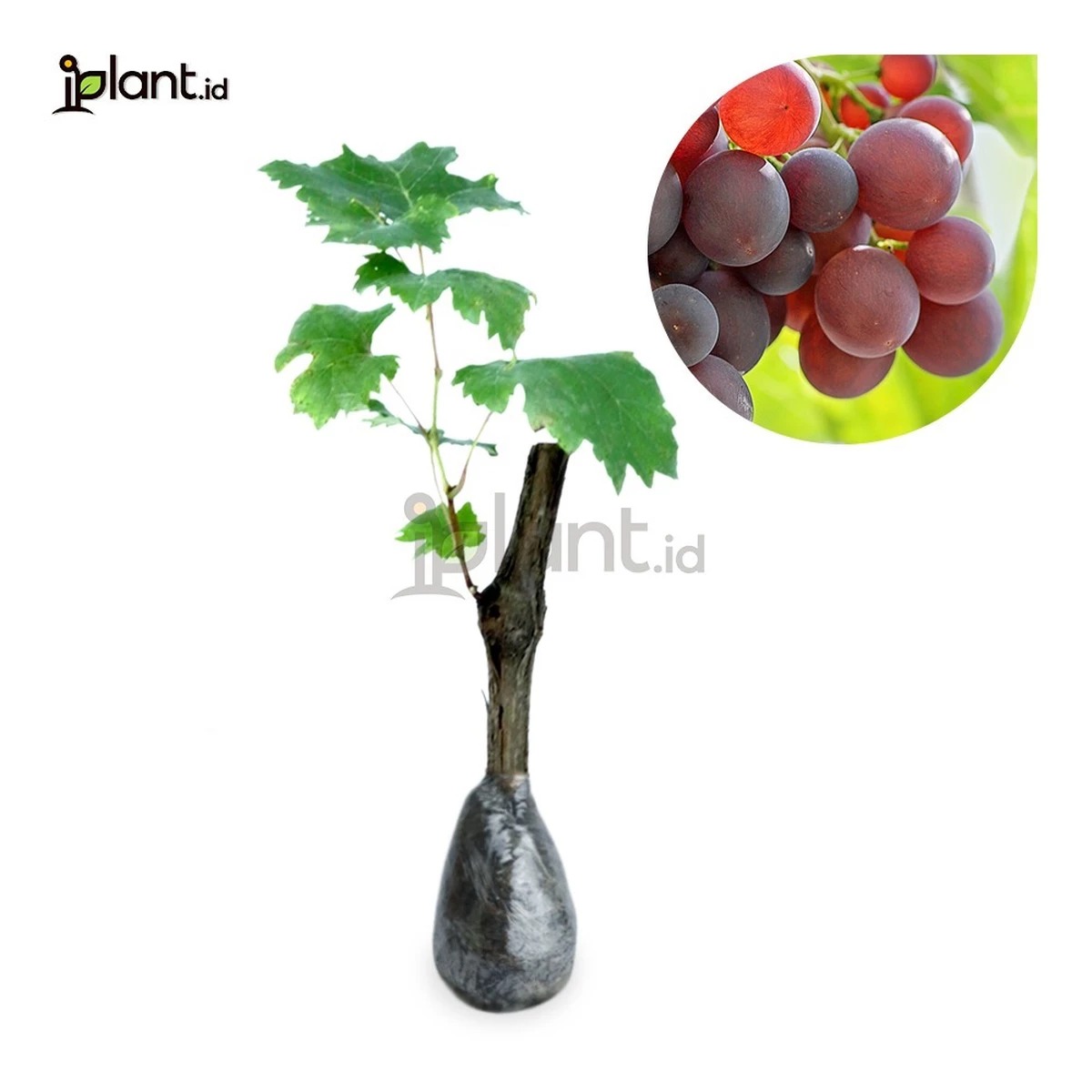 Paket 3 Anggur Manis