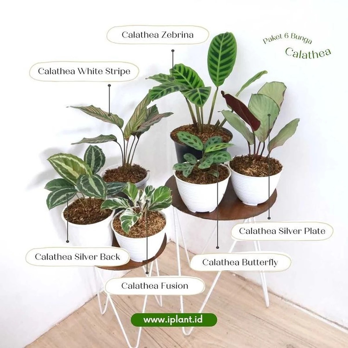 Paket Tanaman Hias Daun 6 Calathea