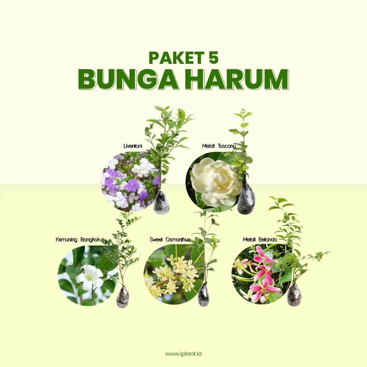 Paket 5 Bunga Harum