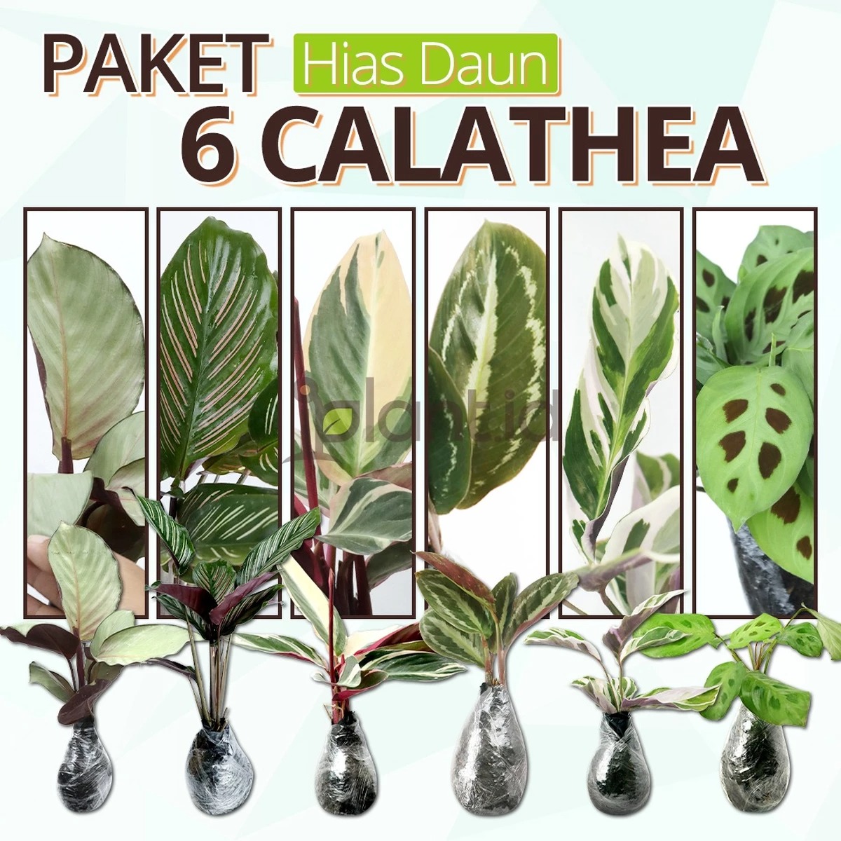 Tanaman Hias Daun 6 Calathea