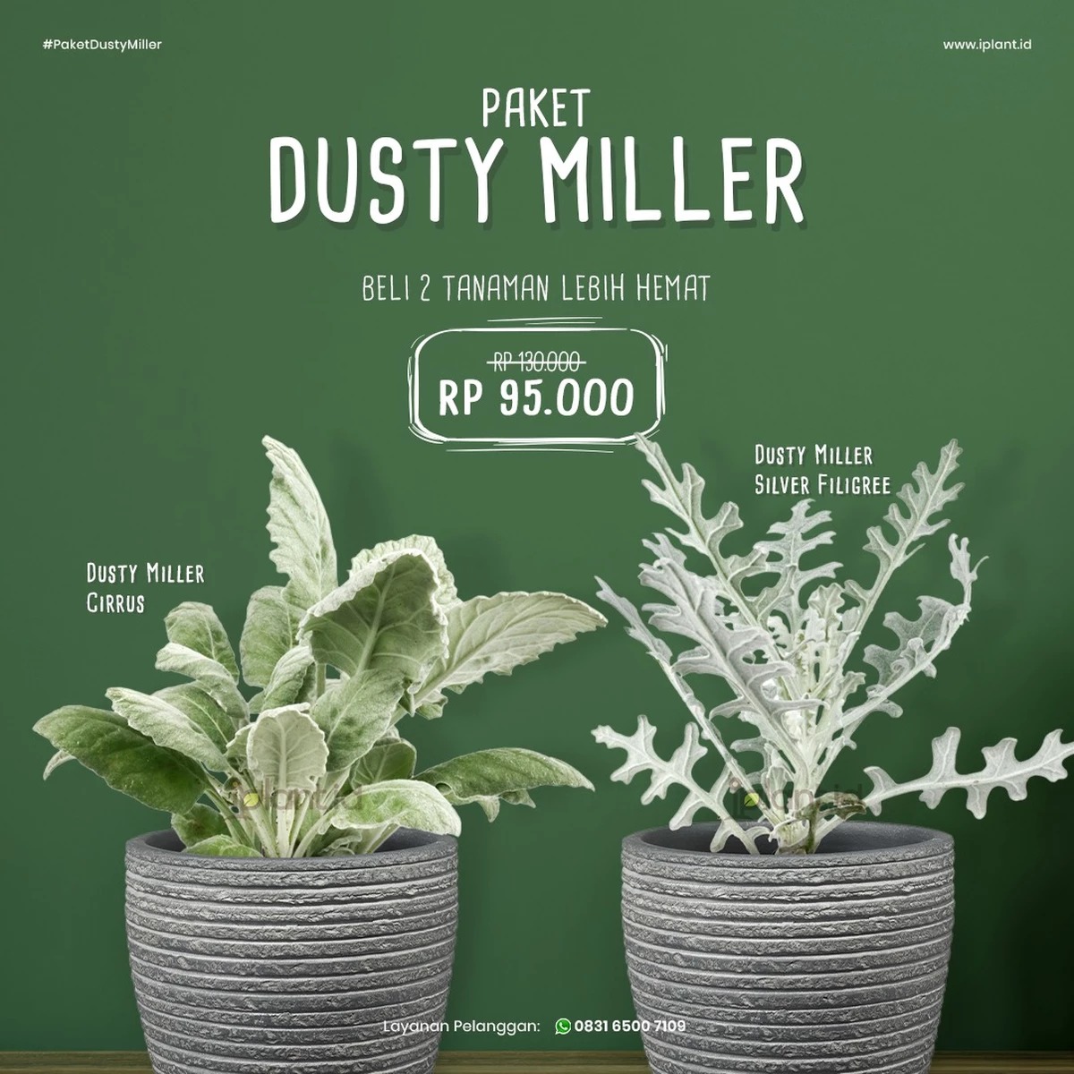 Paket 2 Dusty Miller
