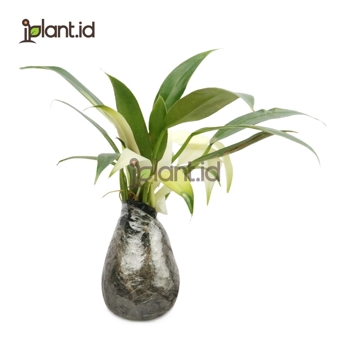 Philodendron Karet