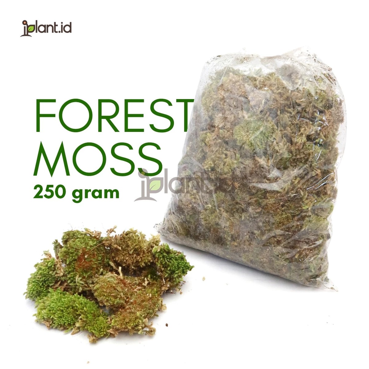 Media Tanam Forest Moss 250gr