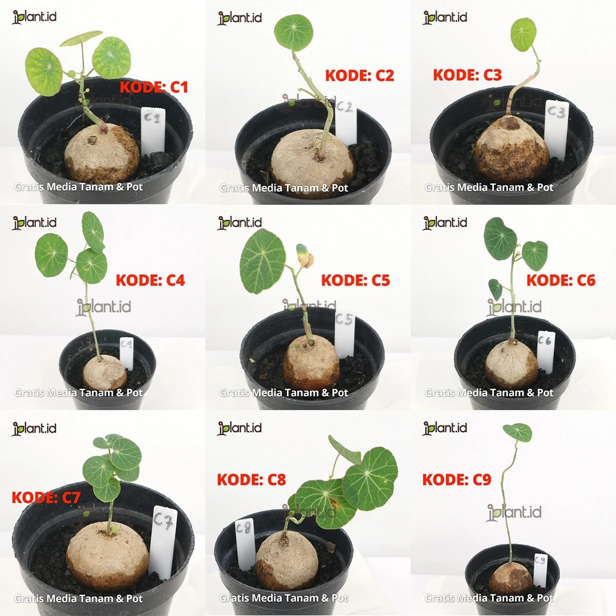 Umbi Stephania Erecta Selected Items
