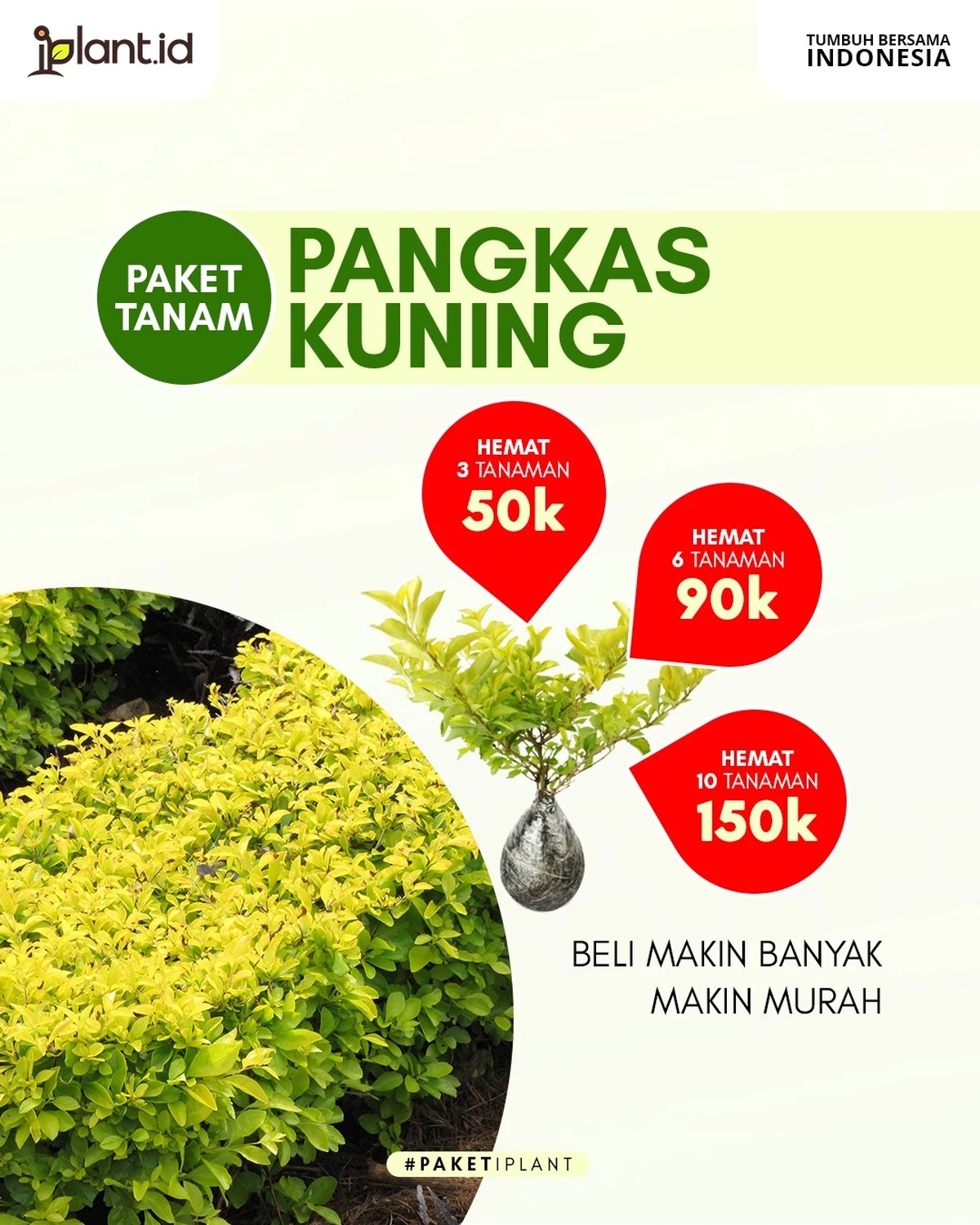 Paket Hemat Pangkas Kuning