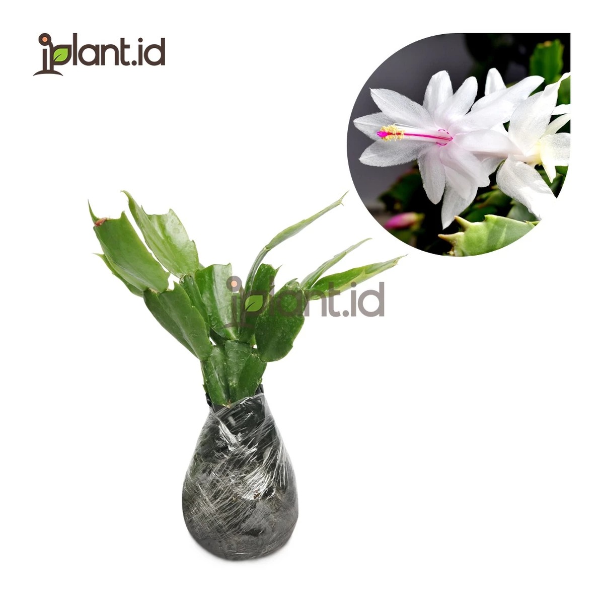 Wijaya Kusuma Kepiting Putih