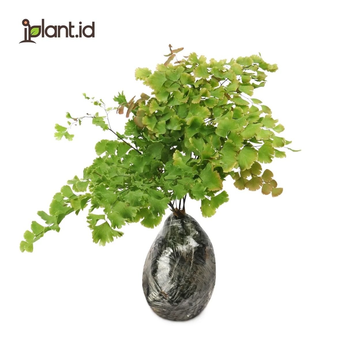 Suplir (Adiantum Tenerum)