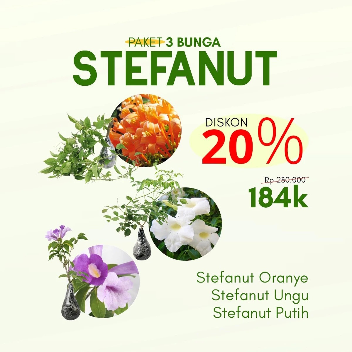 Paket Bunga Stefanut