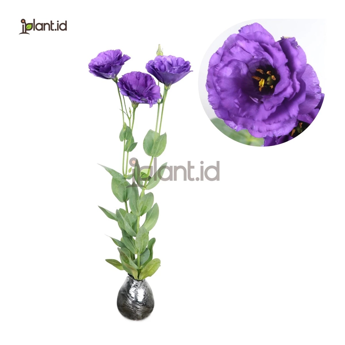 Lisianthus Purple