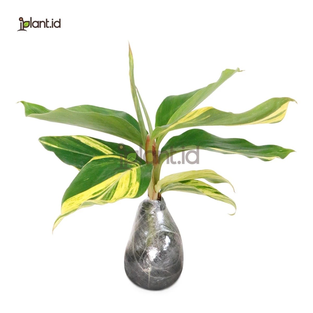 Hias Daun Honje Variegata Kuning