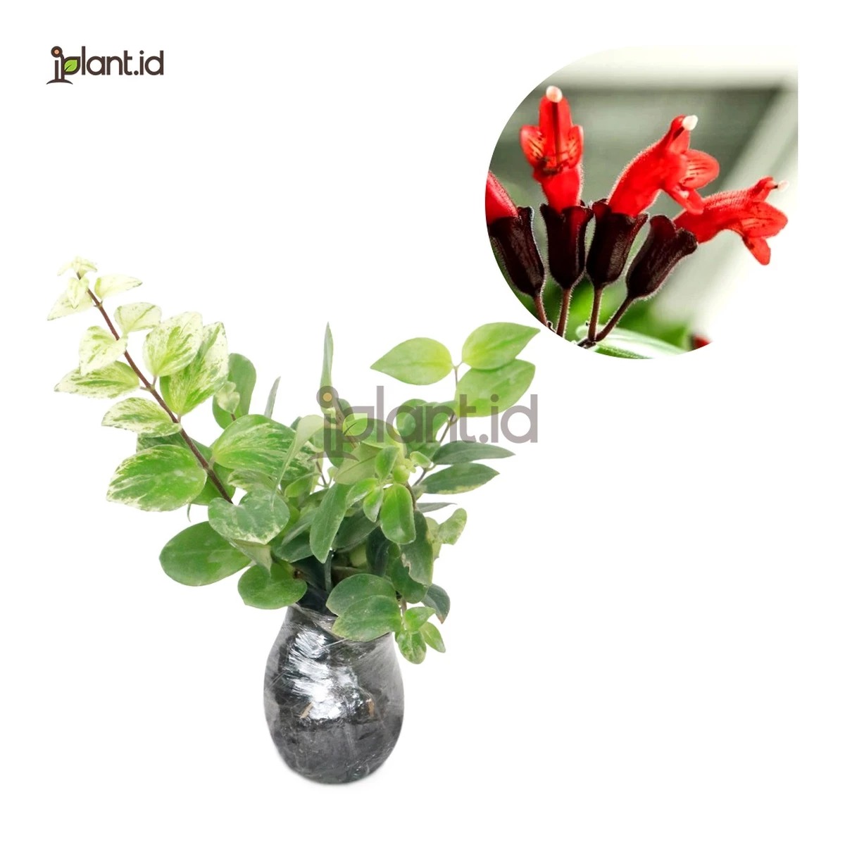 Bunga Lipstik Merah Variegata