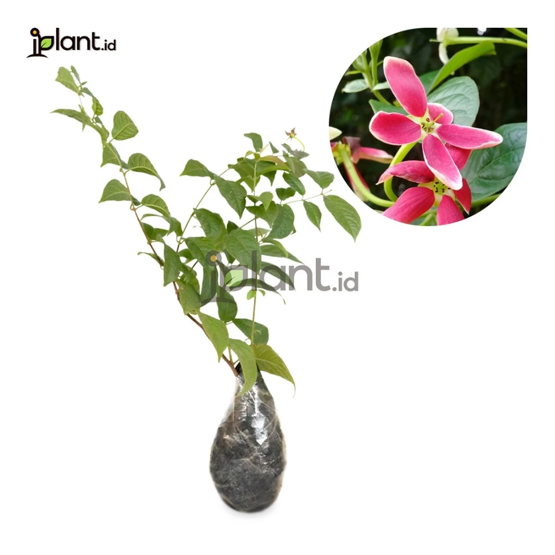 Thai Rangoon Creeper