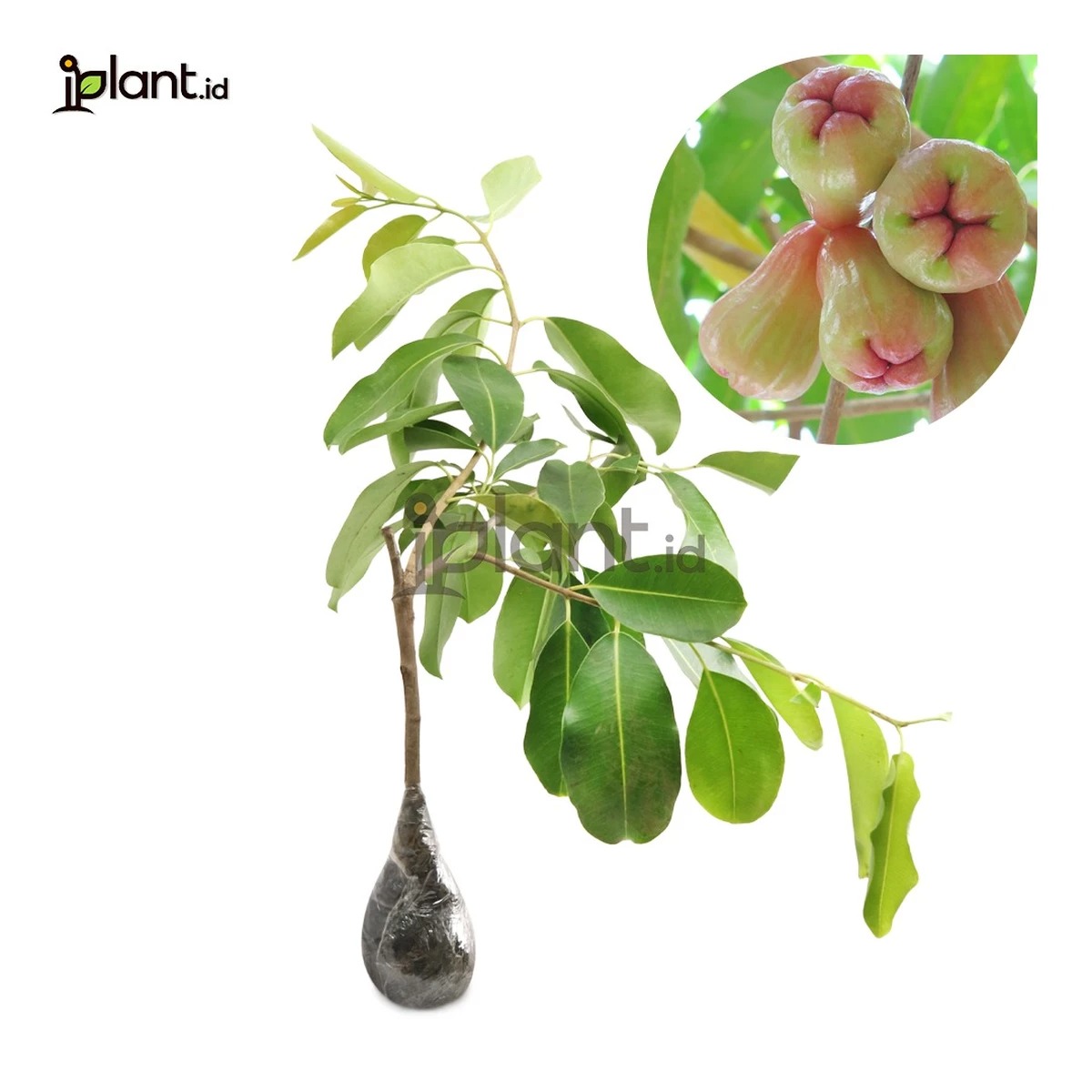 Jambu Air Candy Stripe