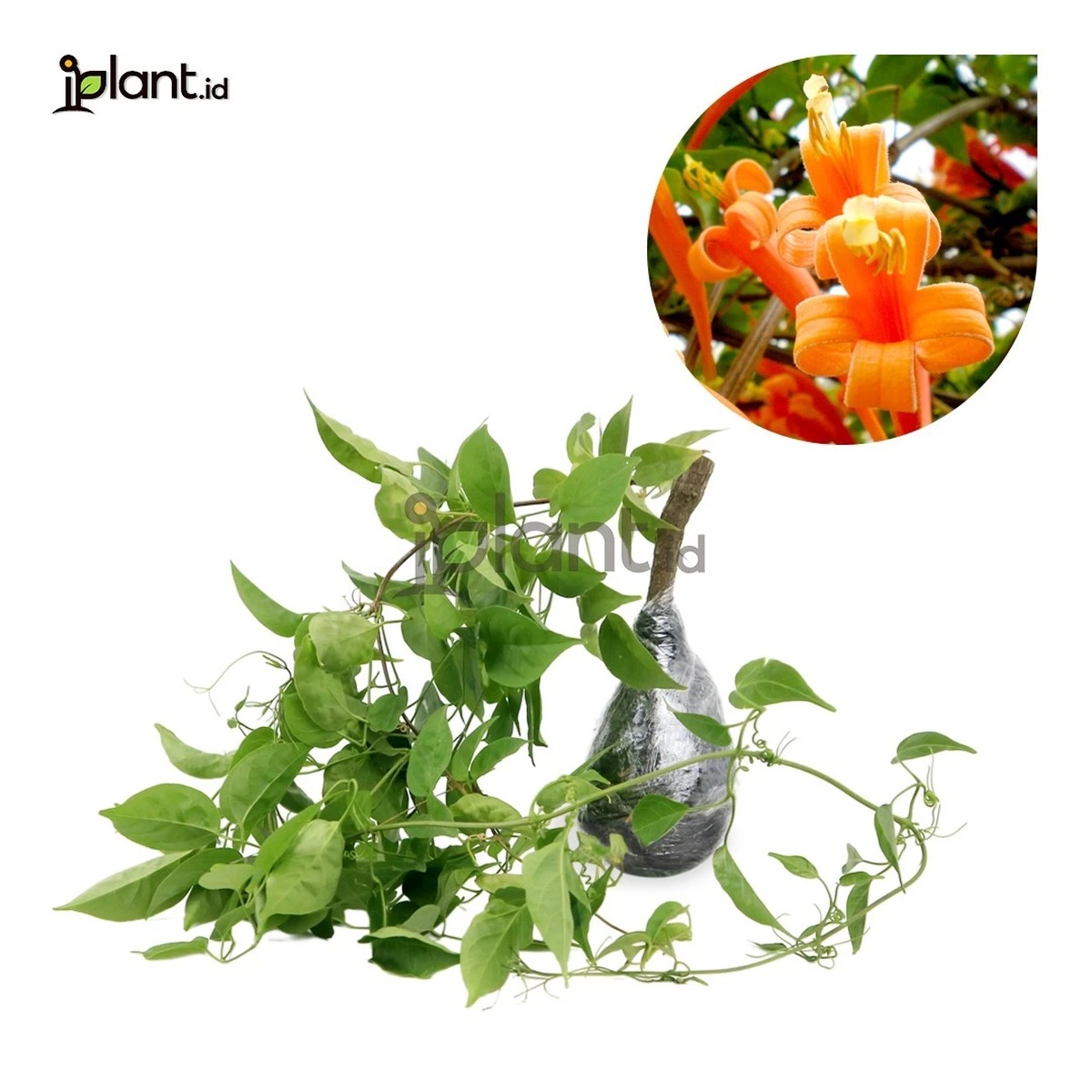 Stefanut Oranye (Flame Vines)