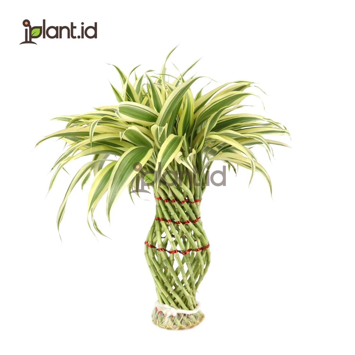 Bambu Rejeki Vas Variegata (M)