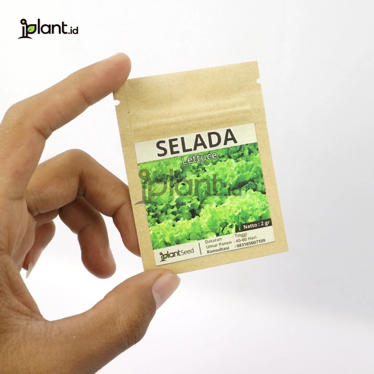Benih Selada
