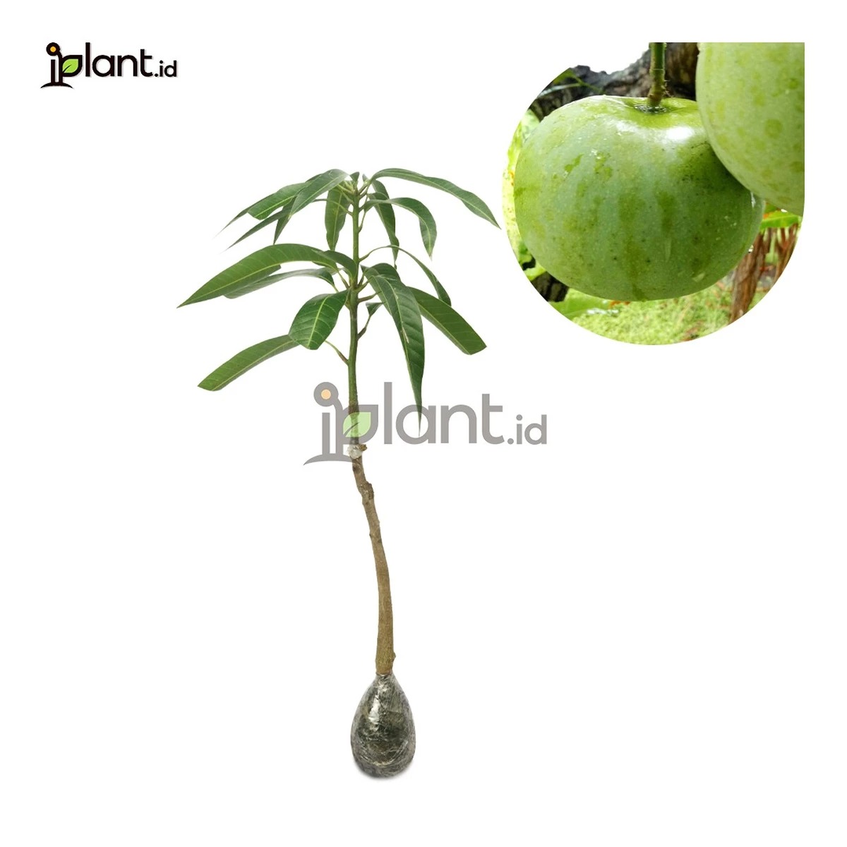 Mangga Apel
