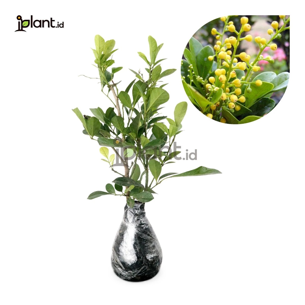 Pacar Cina/ Chinese Parfume Tree